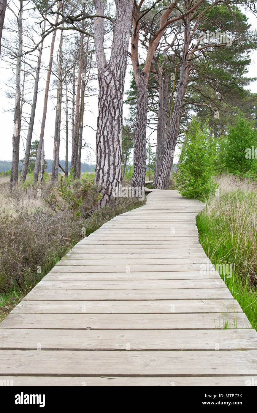 Wooden board walk, Thursley common nature reserve Surrey board walk in ...