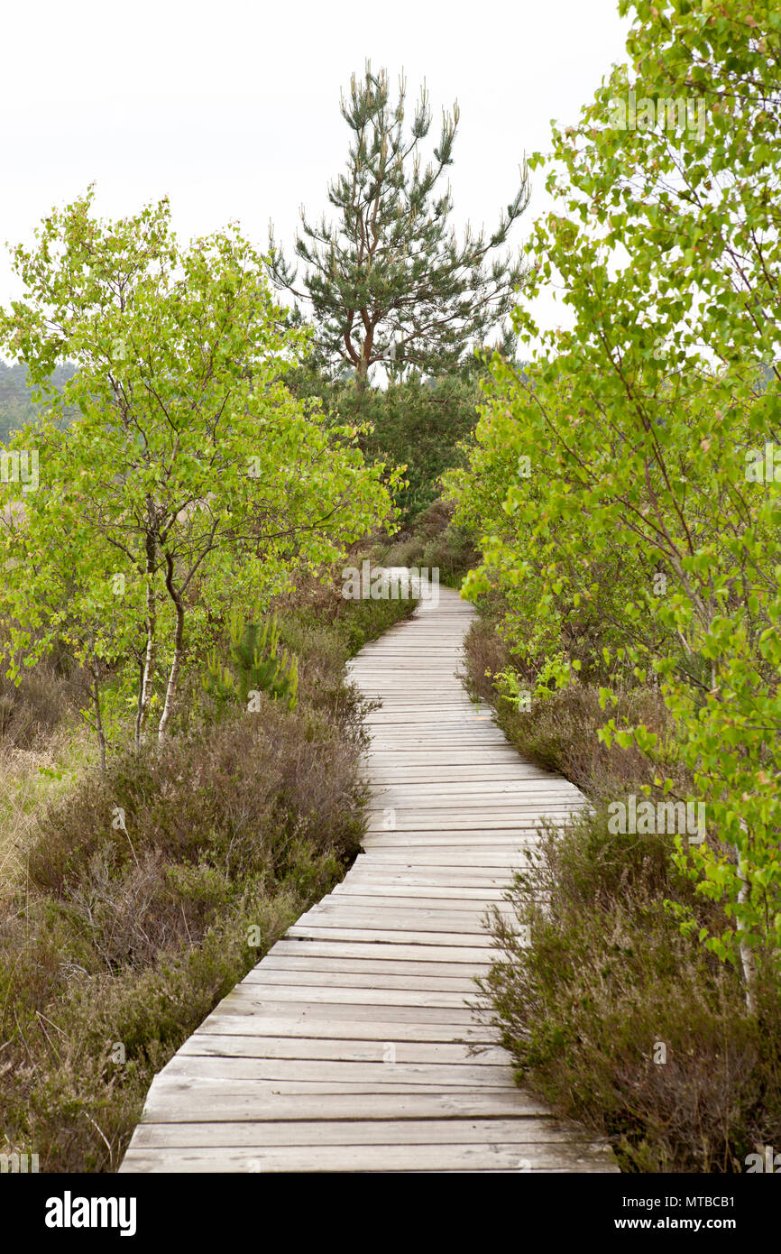 Wooden board walk, Thursley common nature reserve Surrey board walk in ...