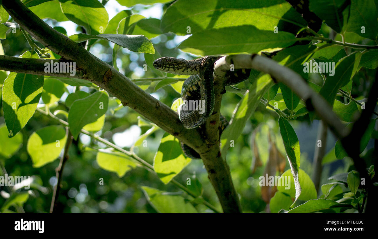 Dice Snake hanging from tree, Natrix Tessellata Stock Photo - Alamy