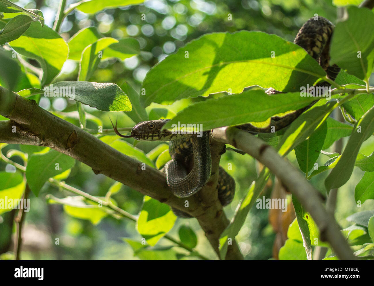 Dice Snake hanging from tree, Natrix Tessellata Stock Photo - Alamy