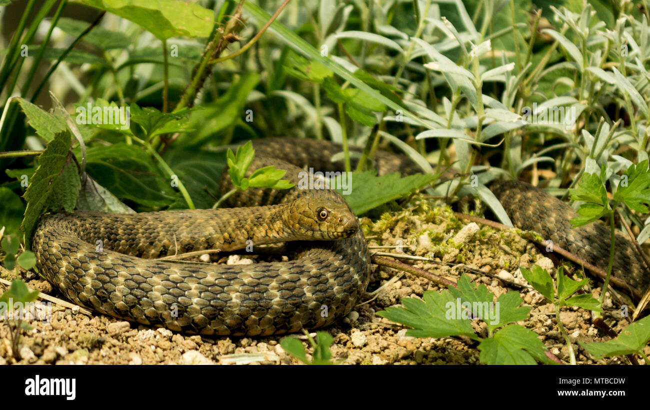 dice snake /Natrix tessellata Stock Photo - Alamy