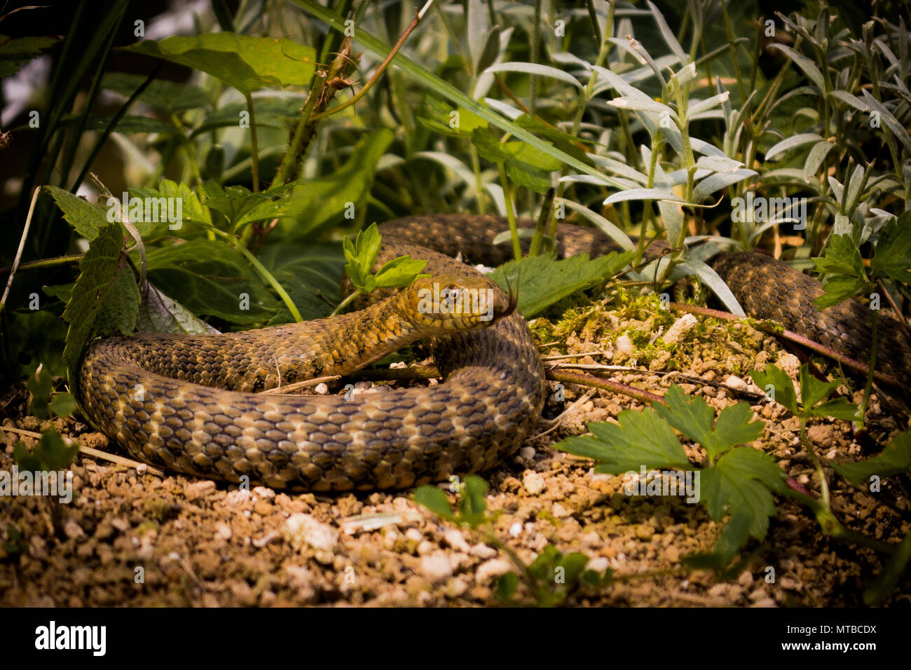 dice snake /Natrix tessellata Stock Photo - Alamy