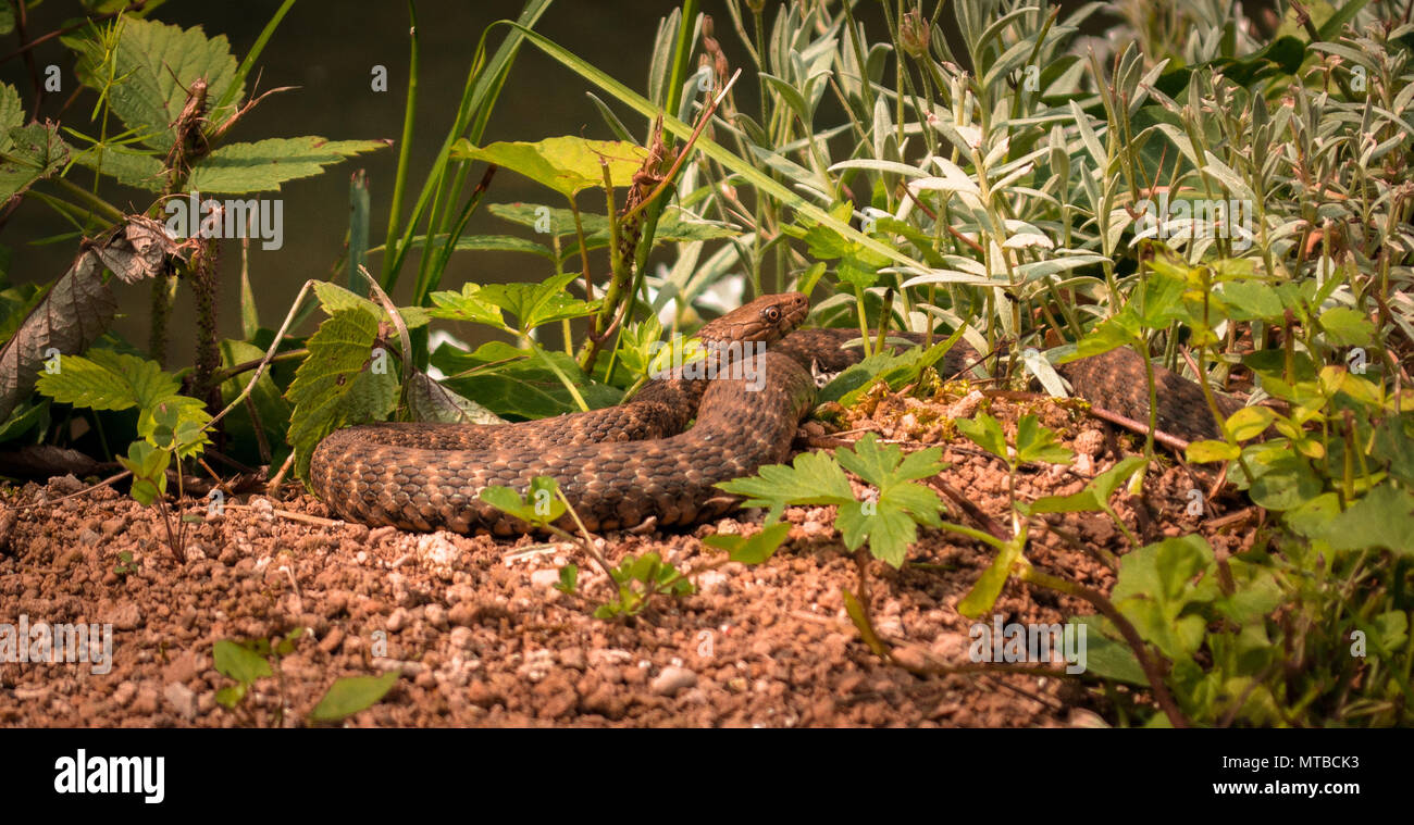 dice snake /Natrix tessellata Stock Photo - Alamy