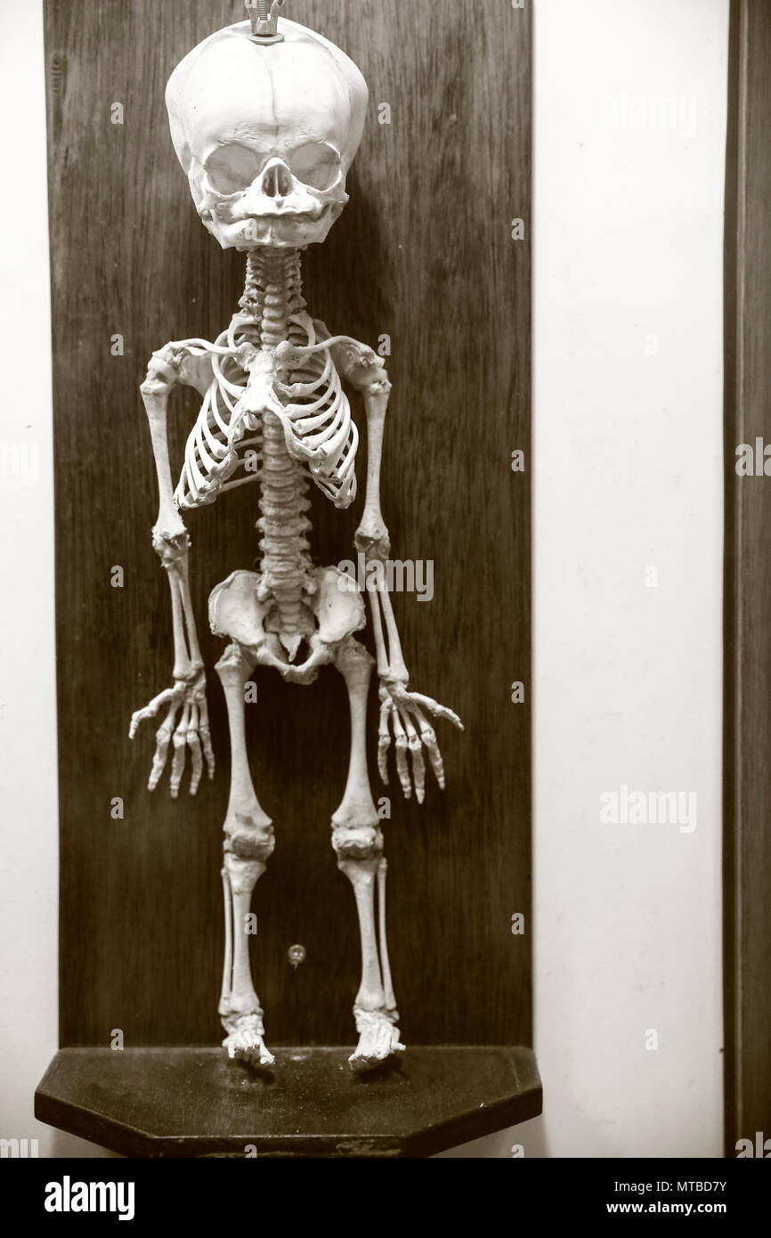 Prehistoric baby skeleton lived millions of years ago Stock Photo - Alamy