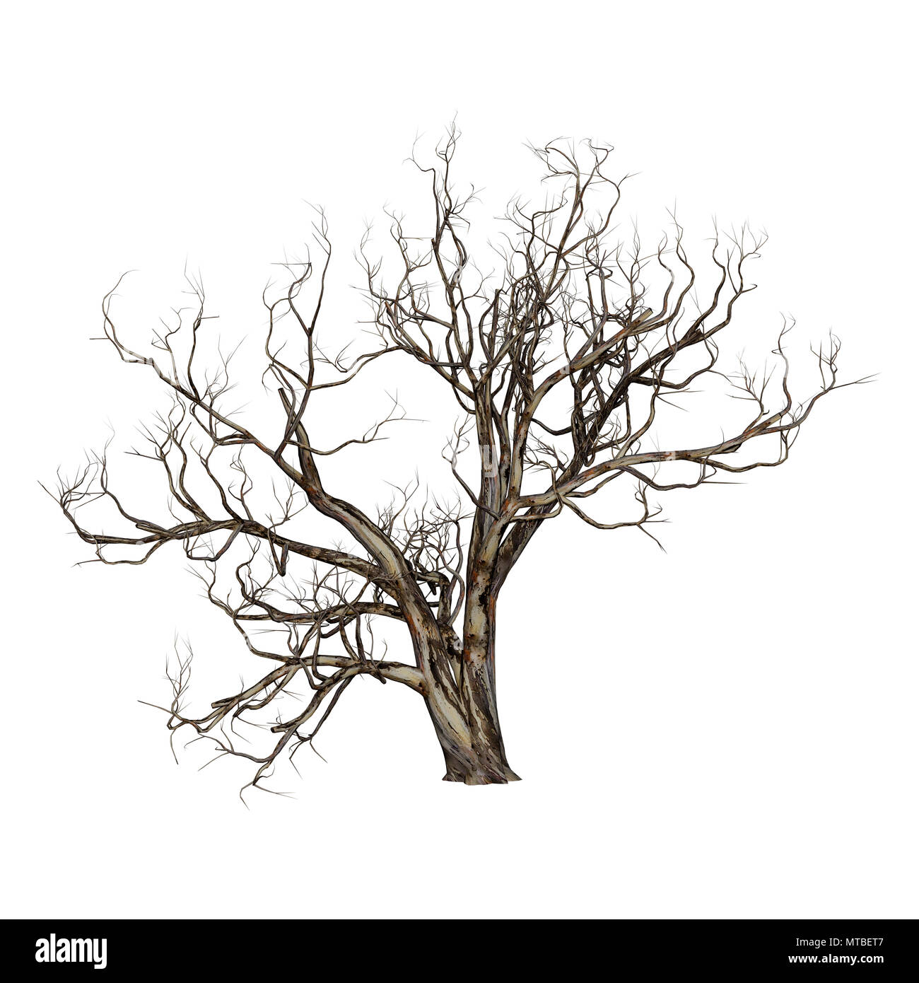 Dead gum tree Cut Out Stock Images & Pictures - Alamy