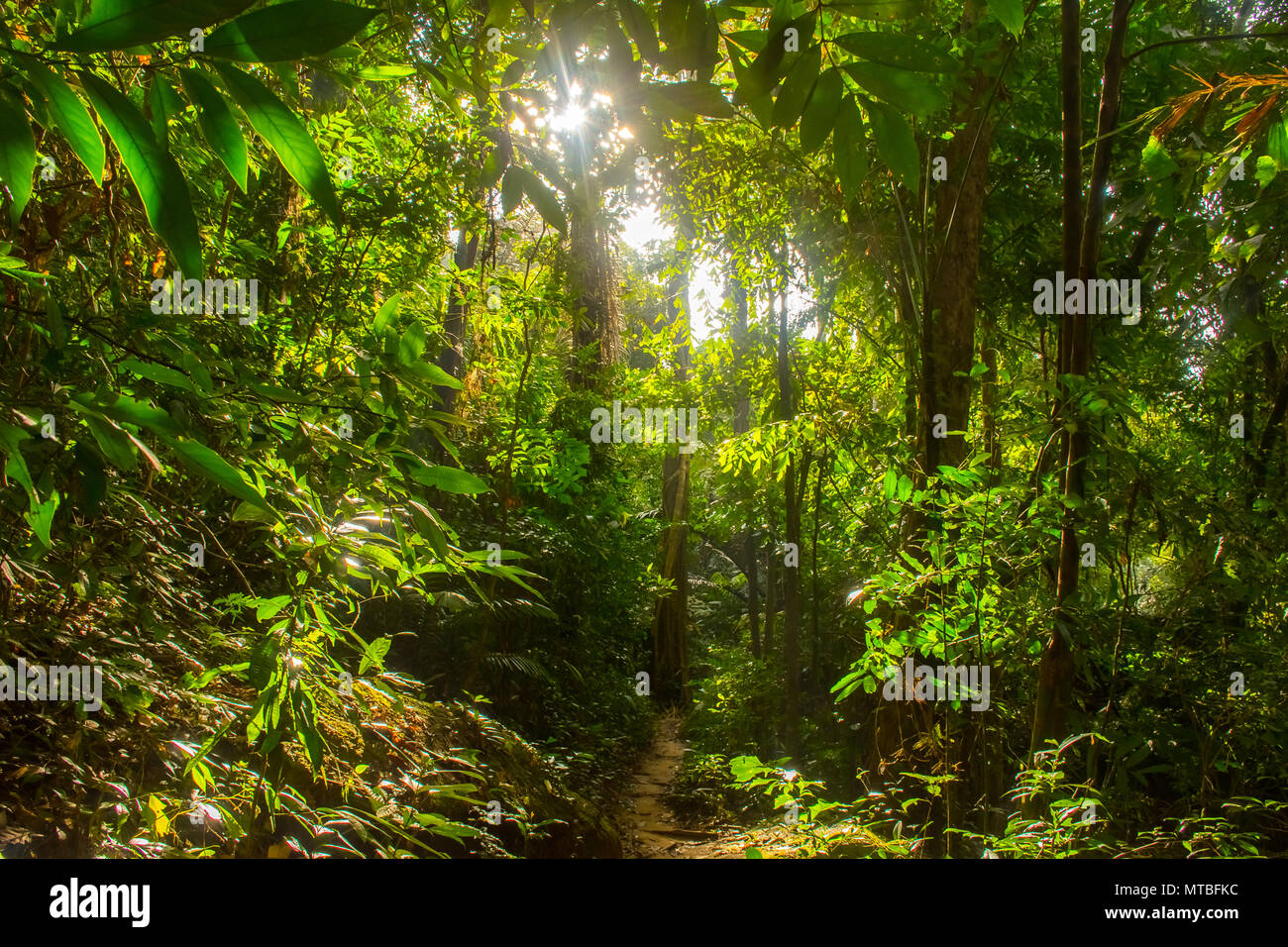 Thailand rainforest hi-res stock photography and images - Alamy