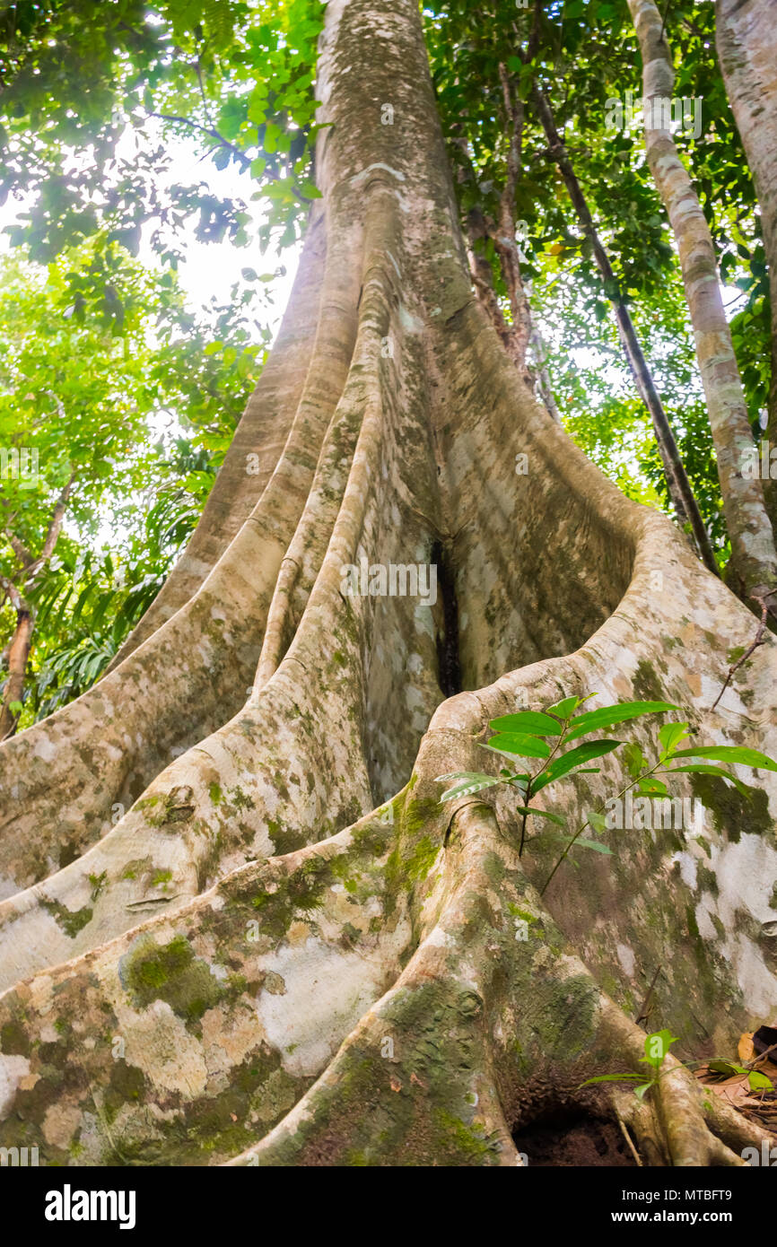 Thailand rainforest with very big trees in the Koh Samui Island Stock ...