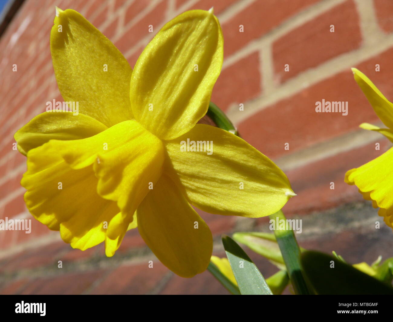 Daffodil Still Life Stock Photo - Alamy