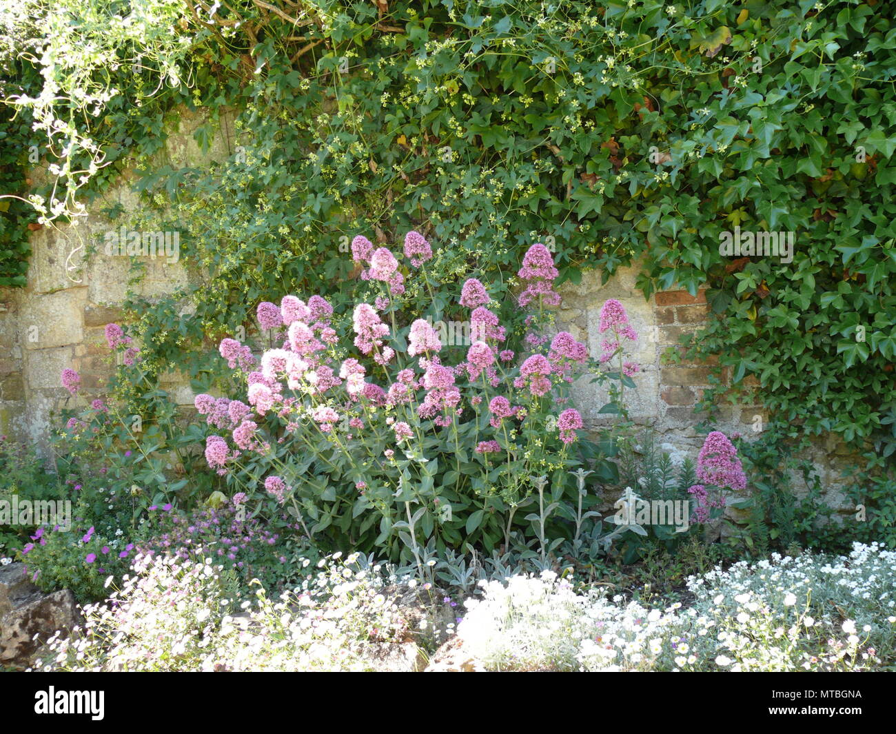 An array of roses hi-res stock photography and images - Alamy