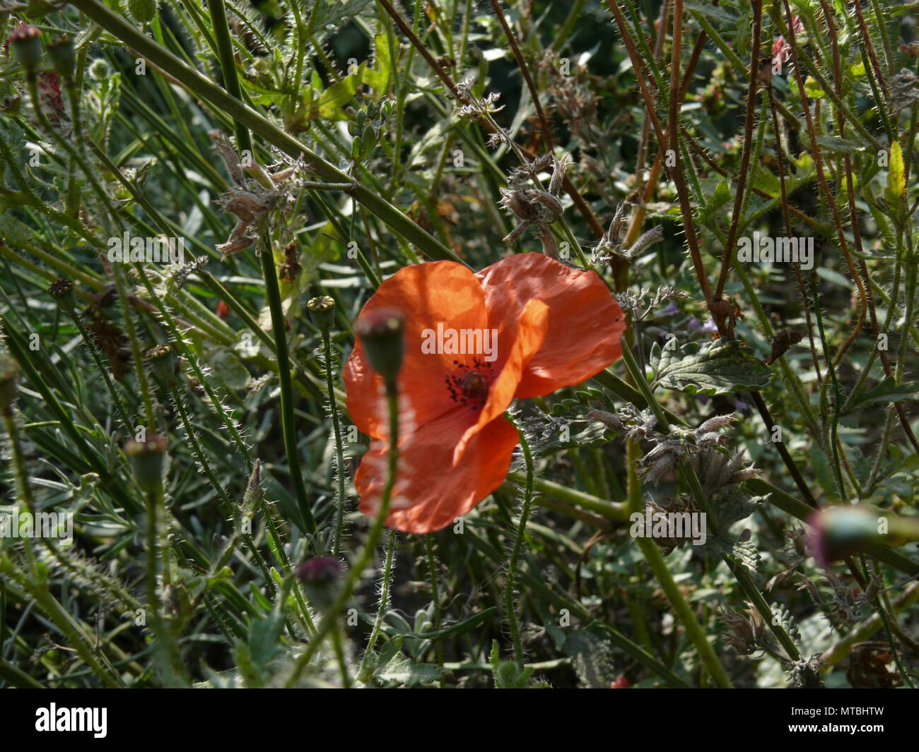 Remembrance poppy plants hi-res stock photography and images - Alamy