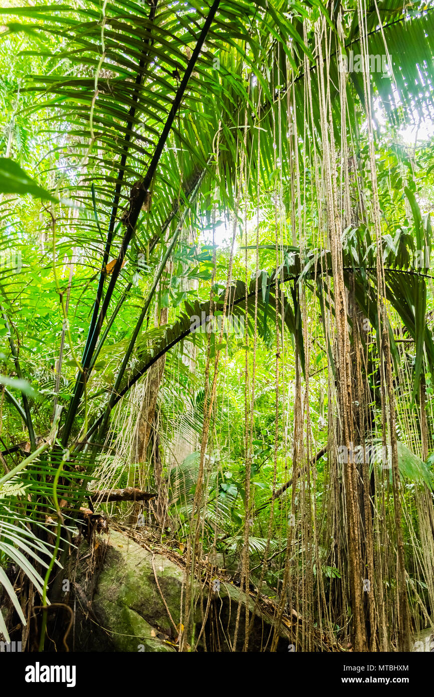 Thailand rainforest hi-res stock photography and images - Alamy