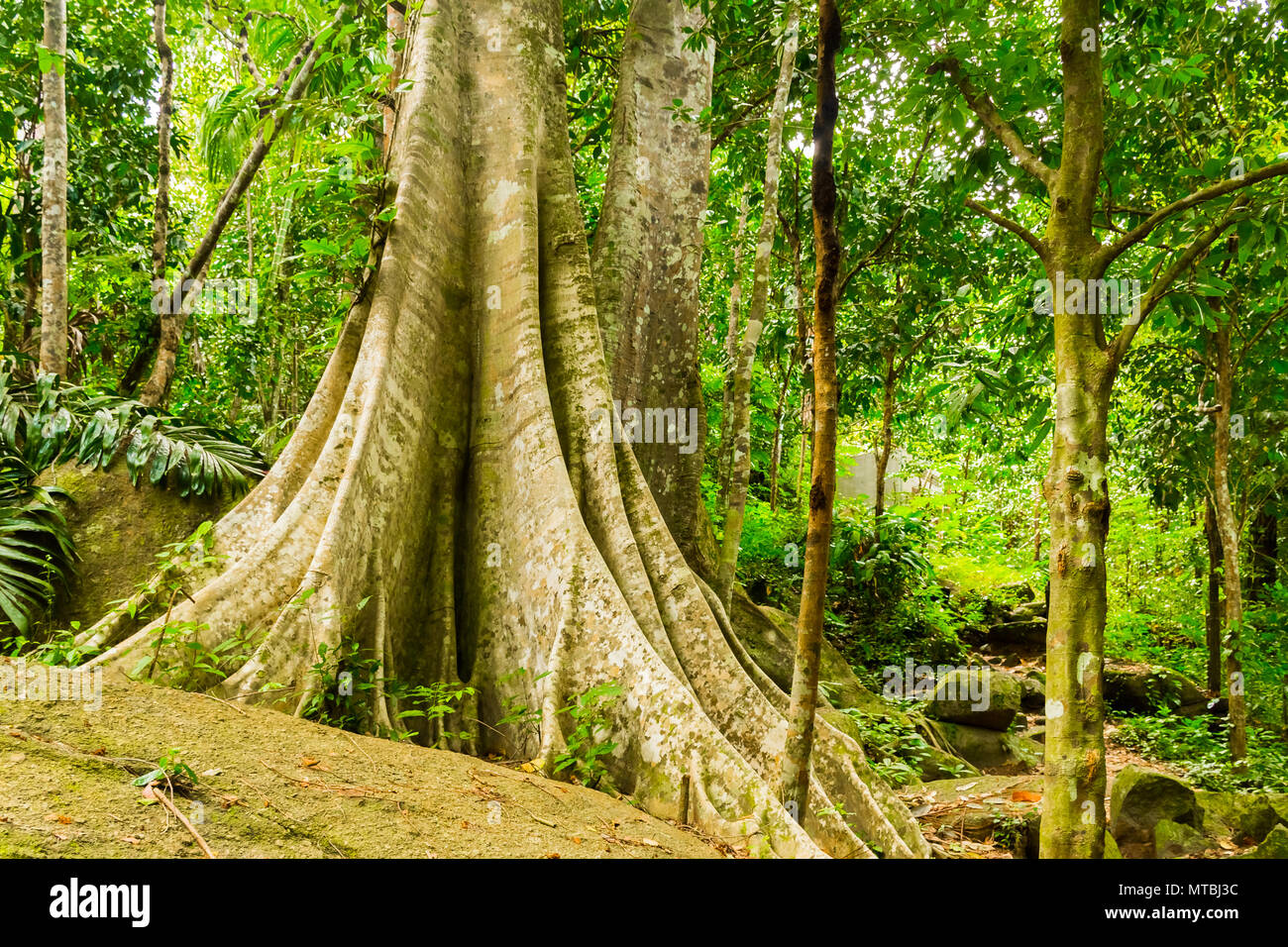 Thailand rainforest with big trees in the Koh Samui Island Stock Photo ...