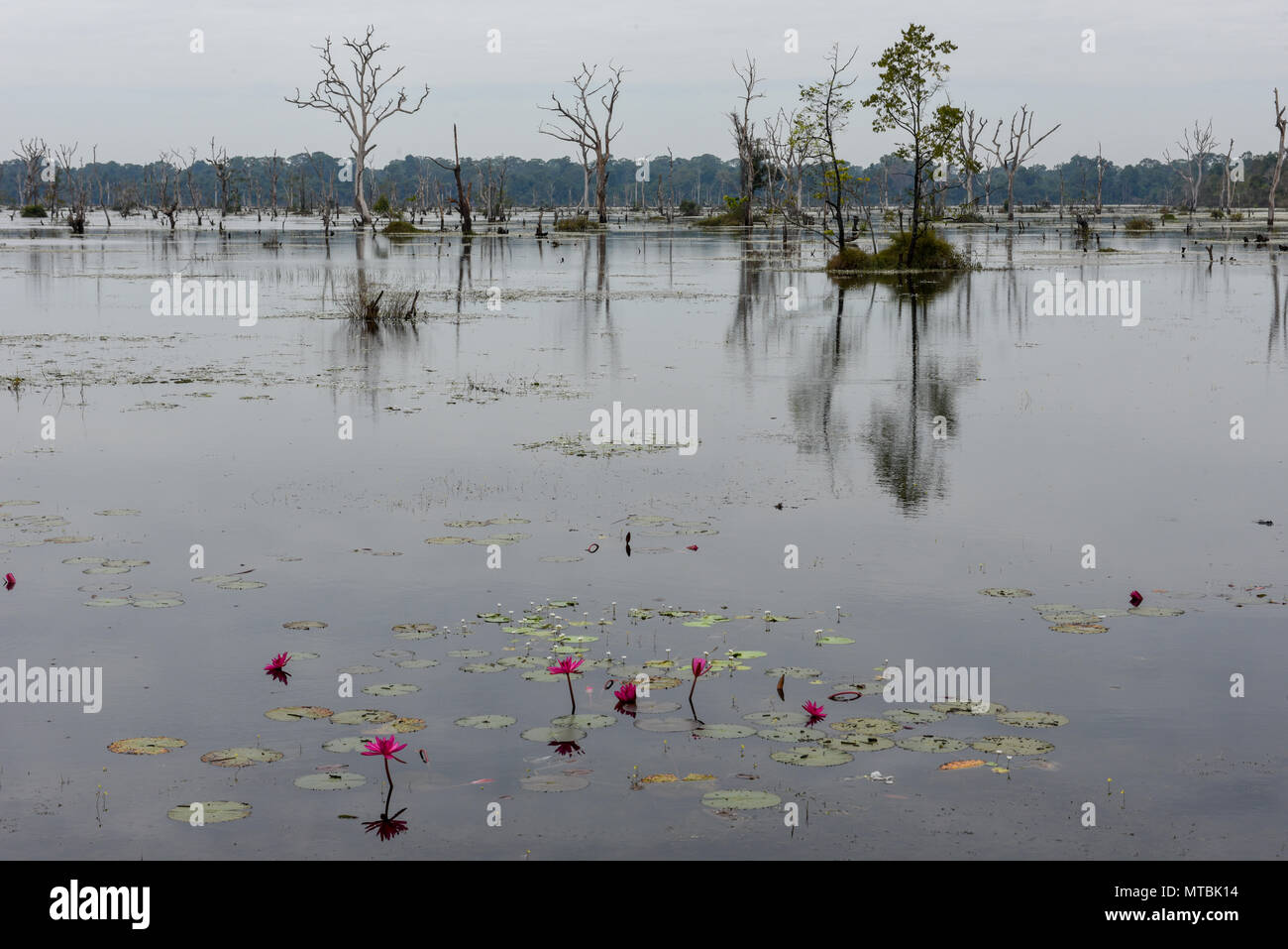 View of moat with dead trees around Preah Neak Poan temple on Cambodia ...