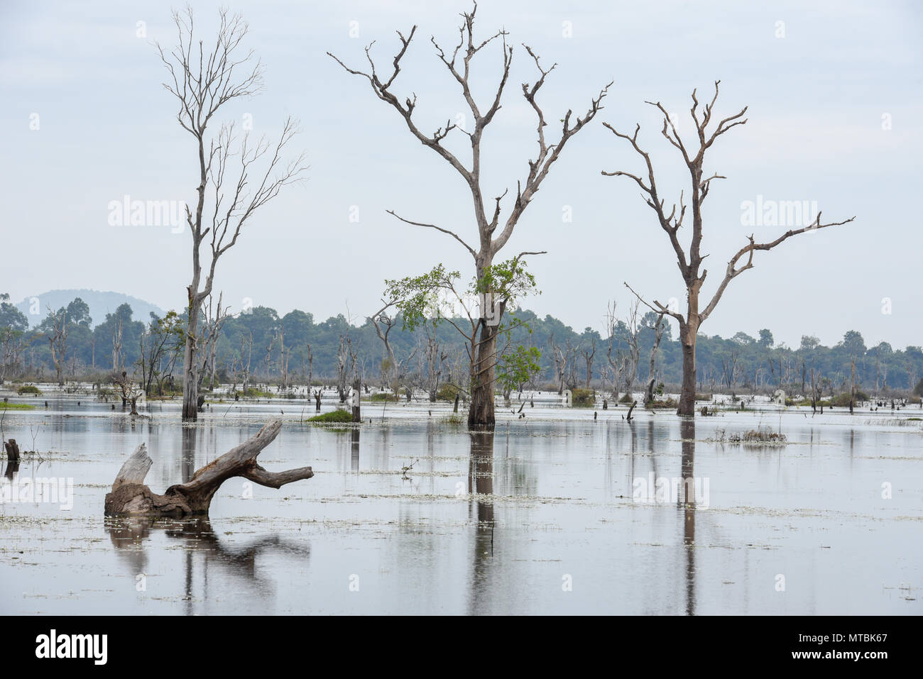 View of moat with dead trees around Preah Neak Poan temple on Cambodia ...