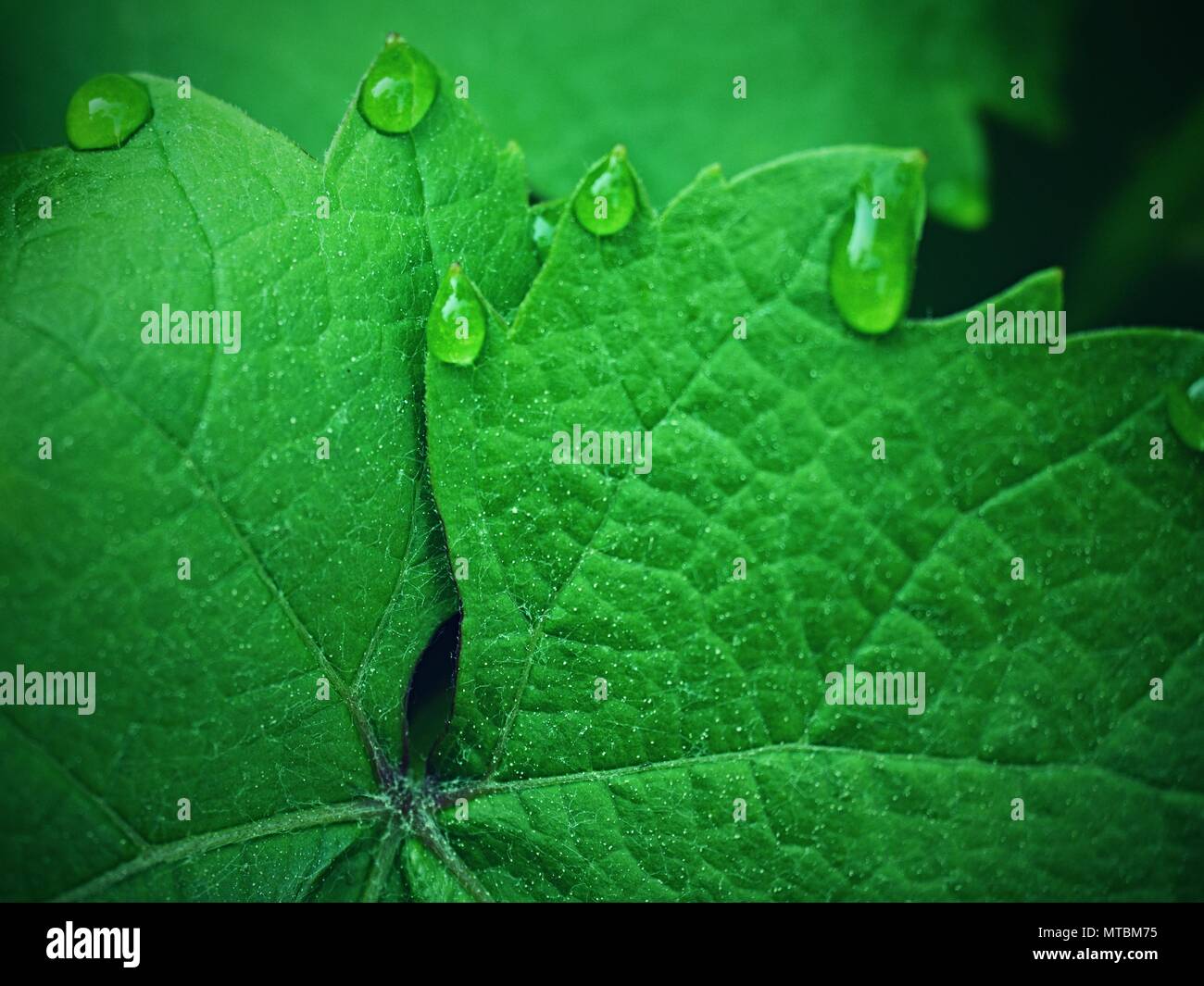 Grape leaf with dew drops.Vine leaf, water drop. Beautiful drops of ...