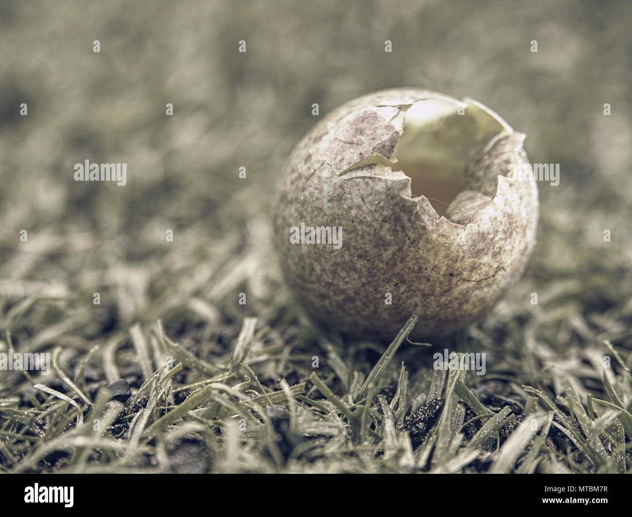 Hatched blackbird egg hi-res stock photography and images - Alamy