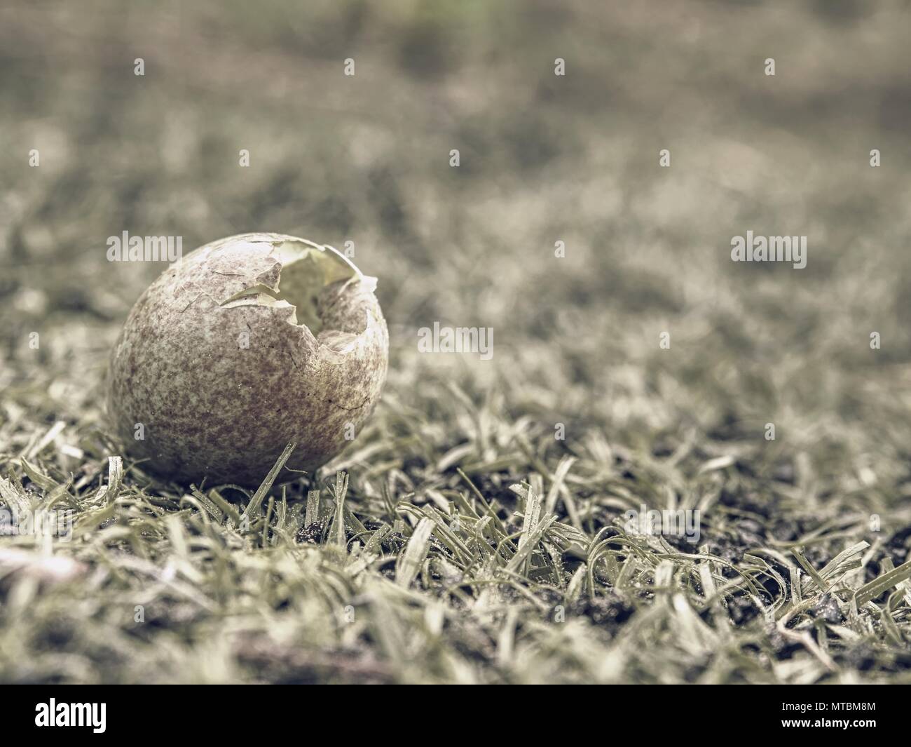 Detail view into broken wild egg in grass. Small brown blue green shell ...