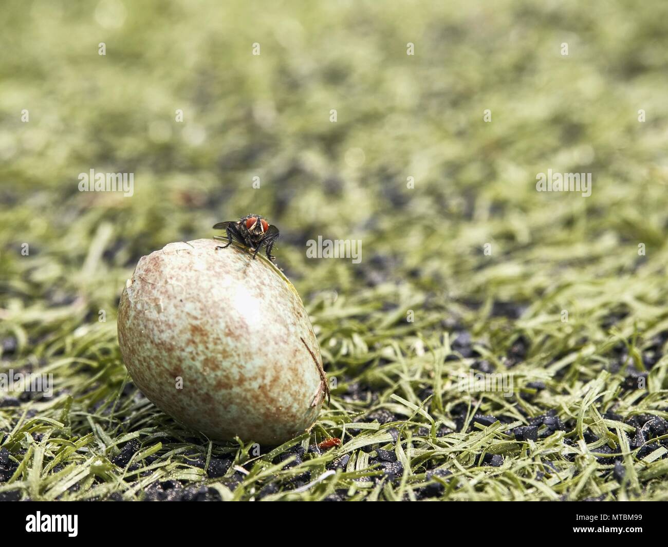 Oval insect eggs hi-res stock photography and images - Alamy