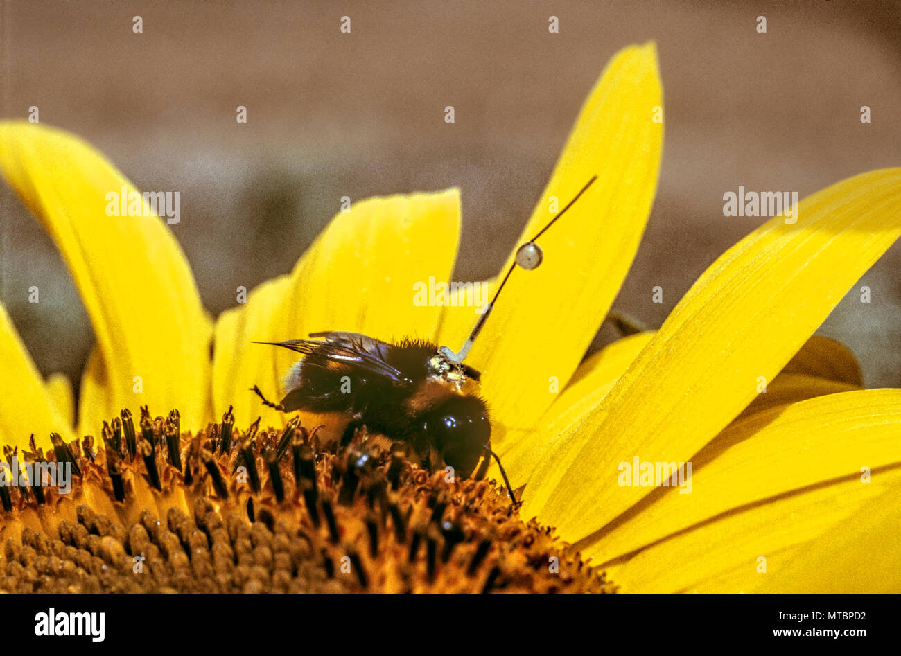 Transponder bee hi-res stock photography and images - Alamy