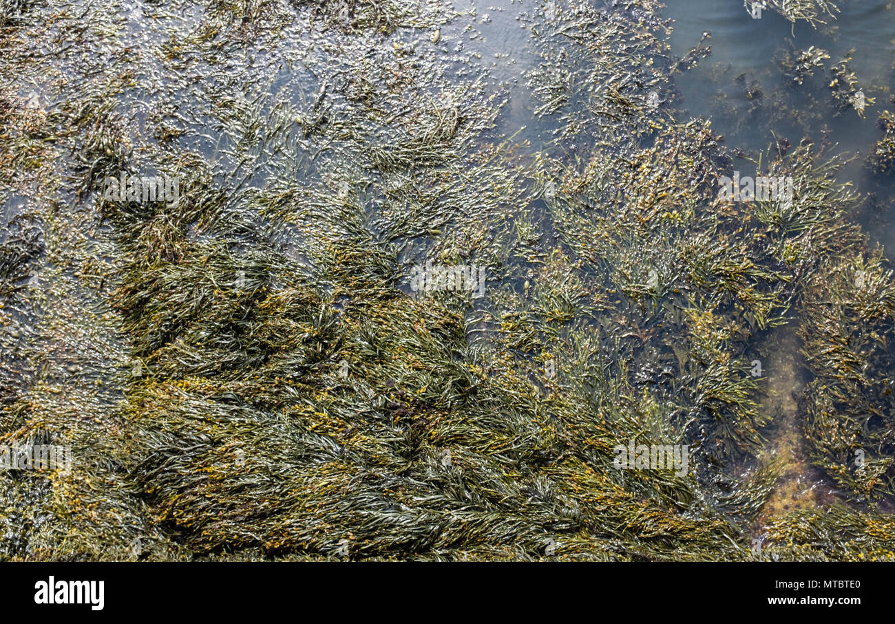 Seaweed background hi-res stock photography and images - Alamy