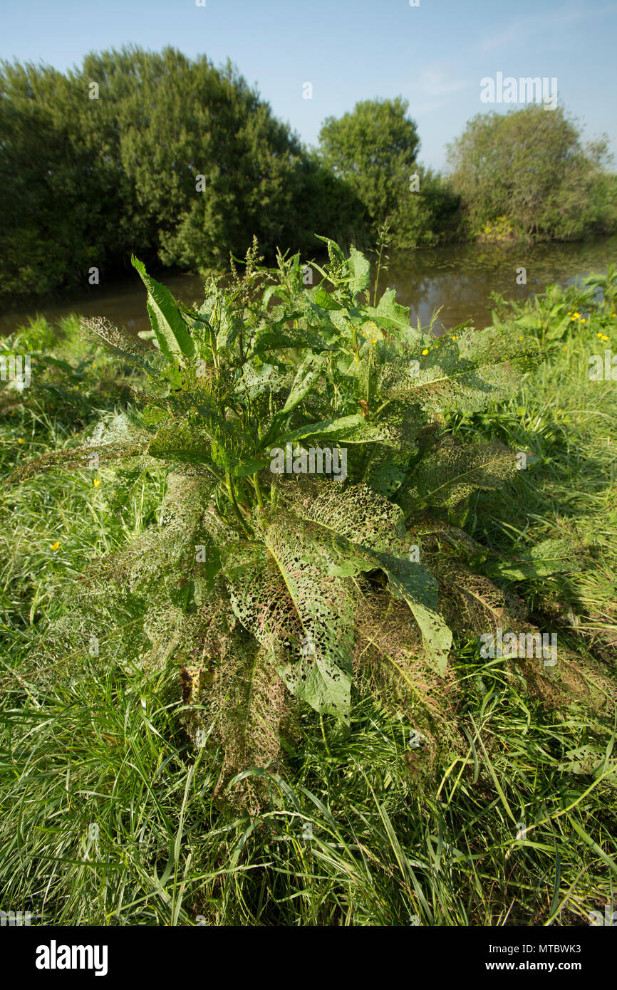 Dock plant hi-res stock photography and images - Alamy
