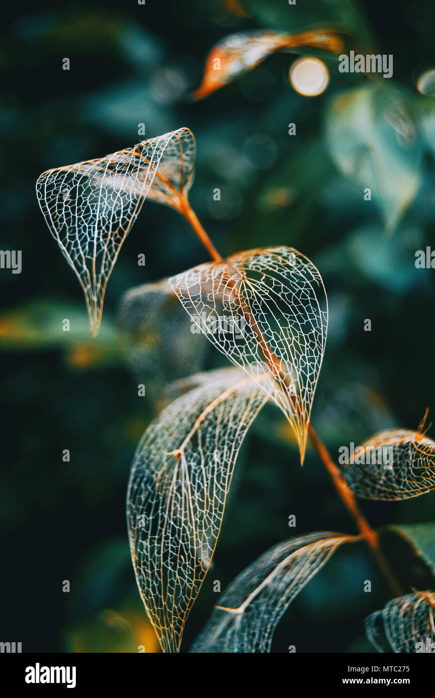 Ruscus hypoglossum hi-res stock photography and images - Alamy
