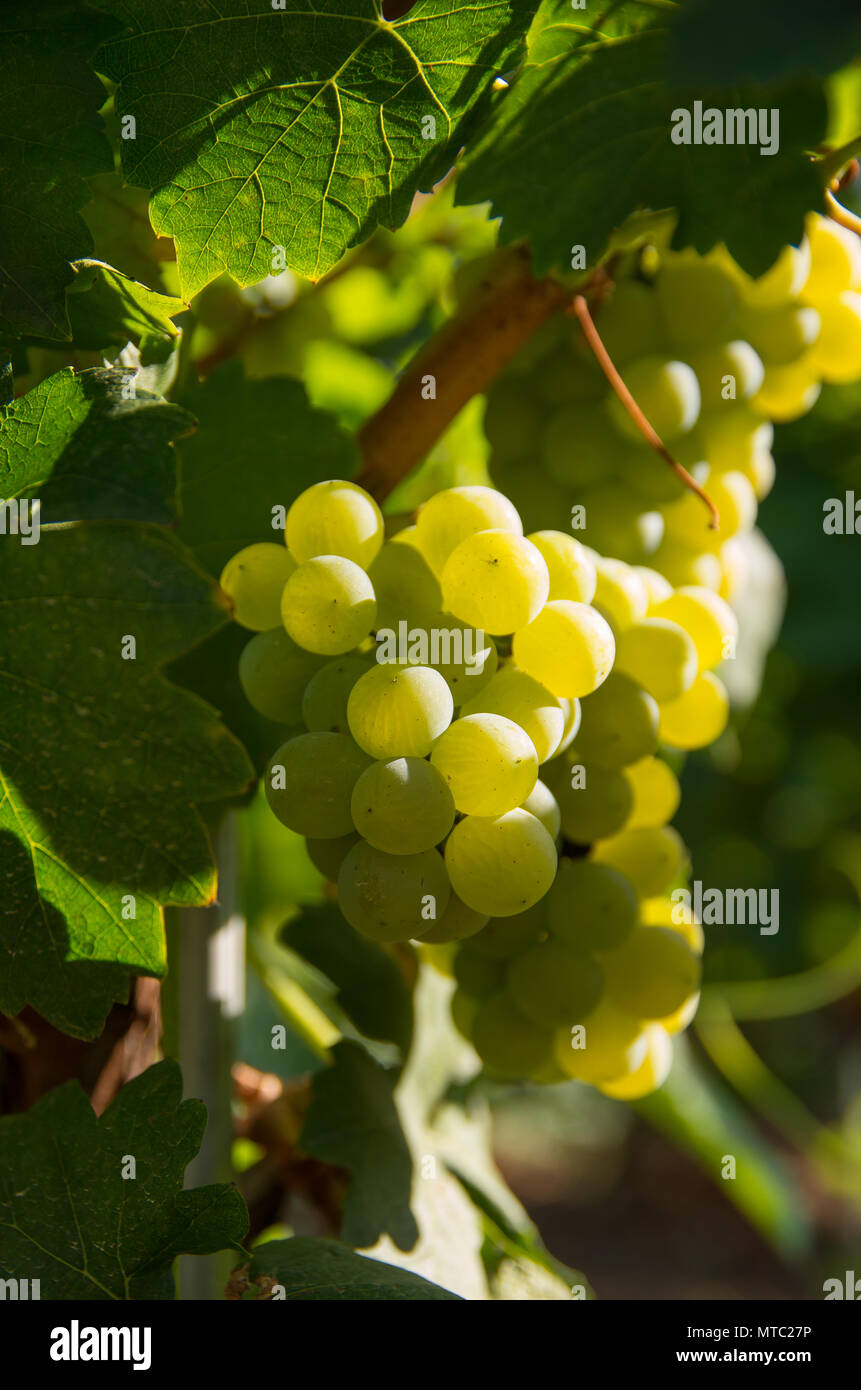 Chardonnay is a green-skinned grape variety used in the production of ...