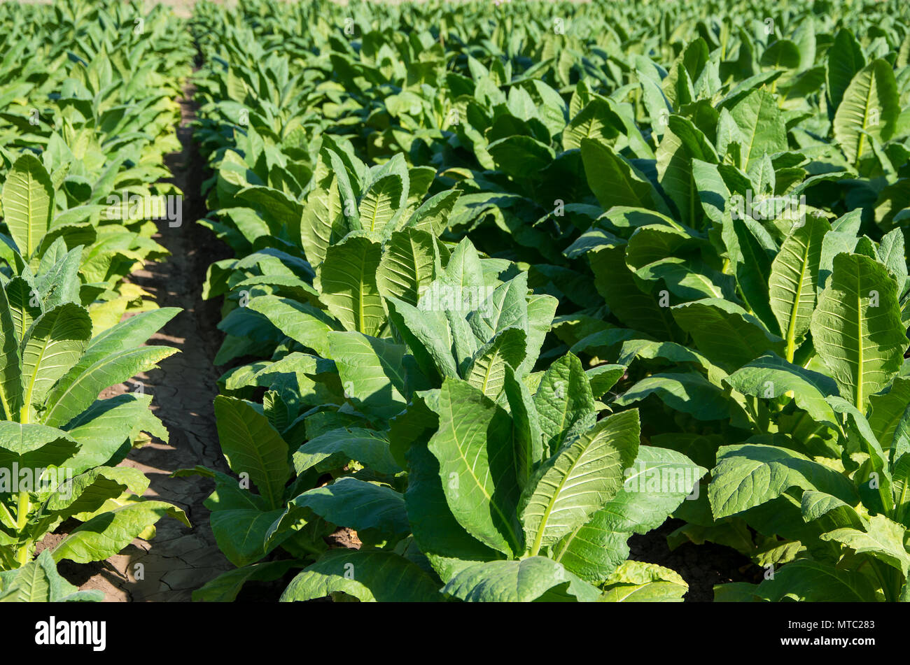 Colonial Tobacco Plant