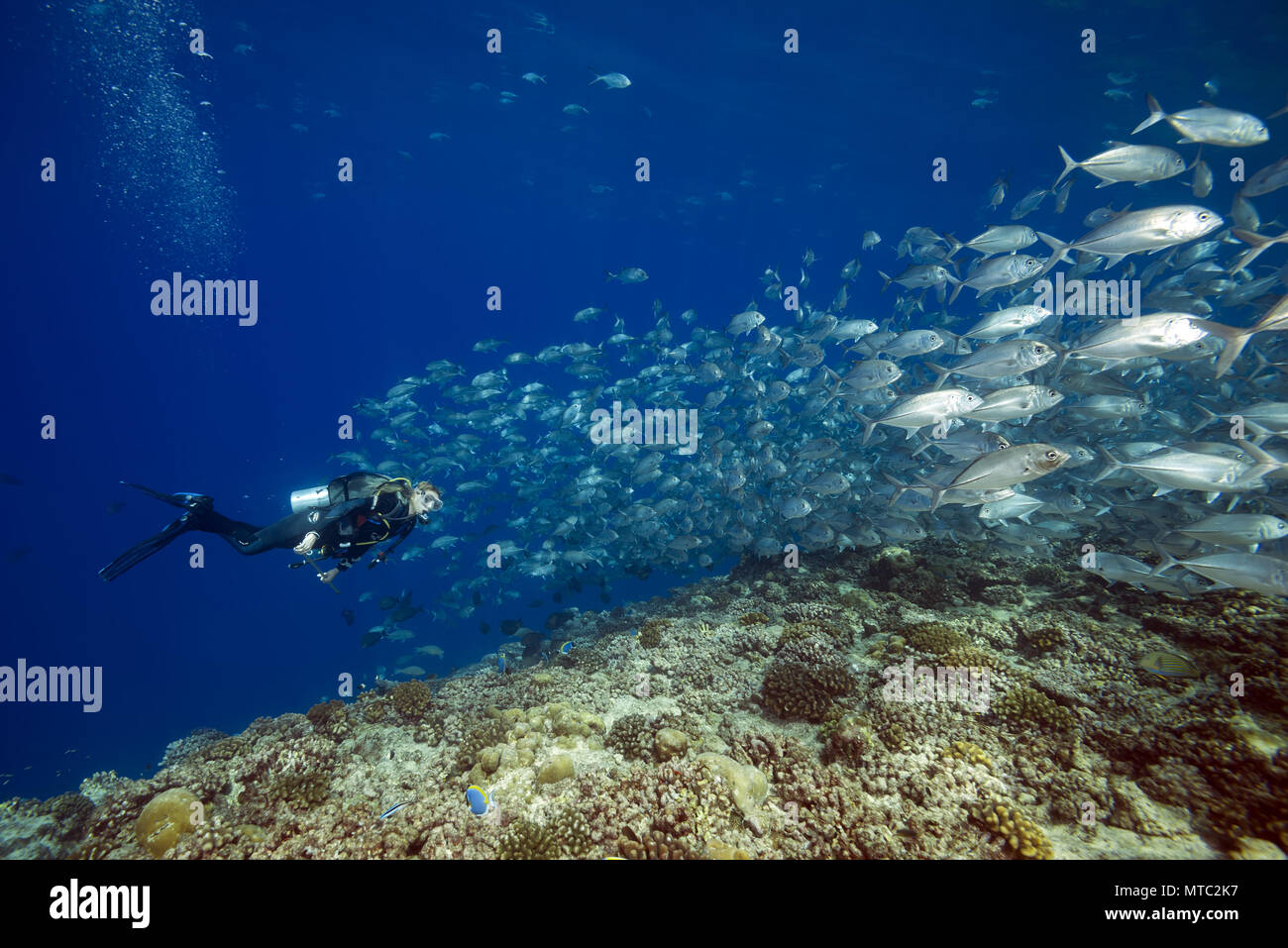 Bigeye Jack Fish High Resolution Stock Photography and Images - Alamy