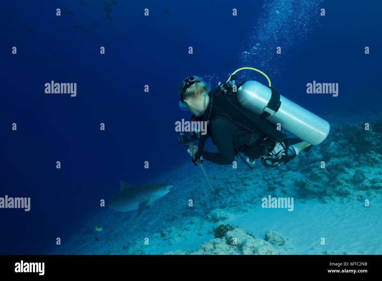 Female scuba diver shooting Tiger Shark (Galeocerdo cuvier Stock Photo ...