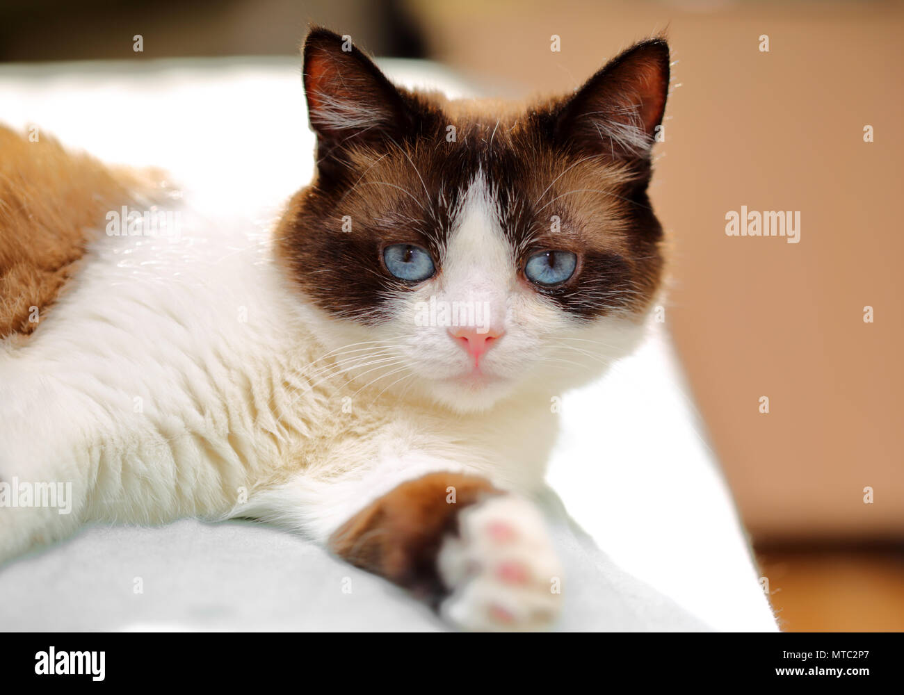 Snowshoe cat hi-res stock photography and images - Alamy