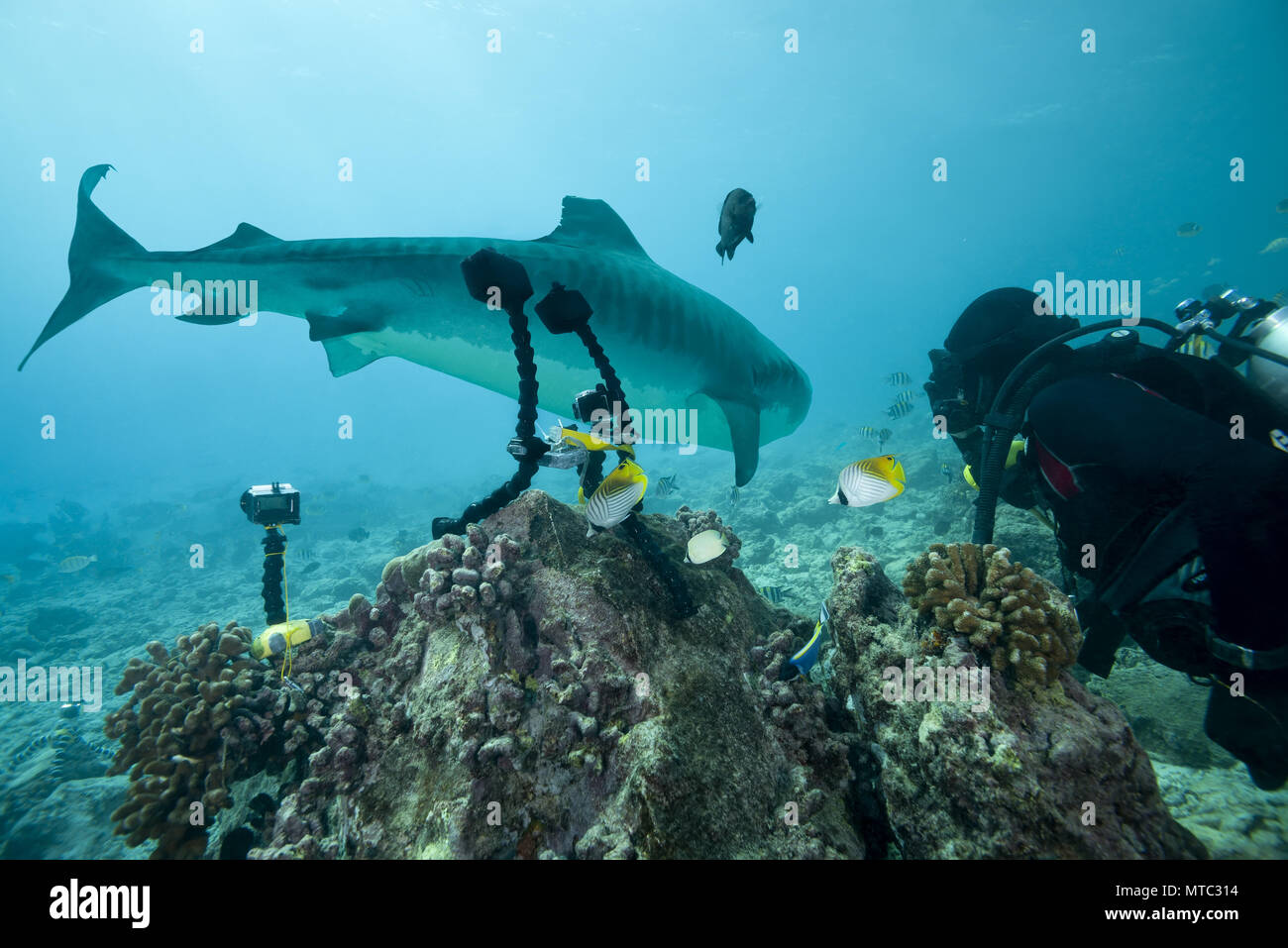 Leopard shark and scuba diver hi-res stock photography and images - Alamy
