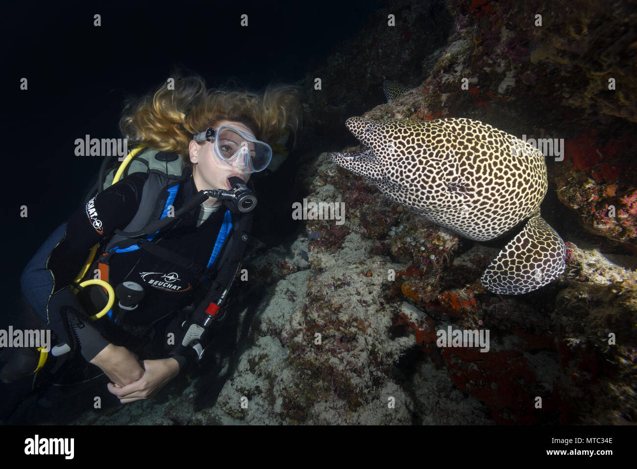 Female scuba diver looks at moray eel in the night. Laced moray ...