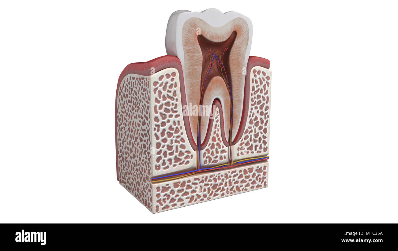 3d tooth structure Cut Out Stock Images & Pictures - Alamy