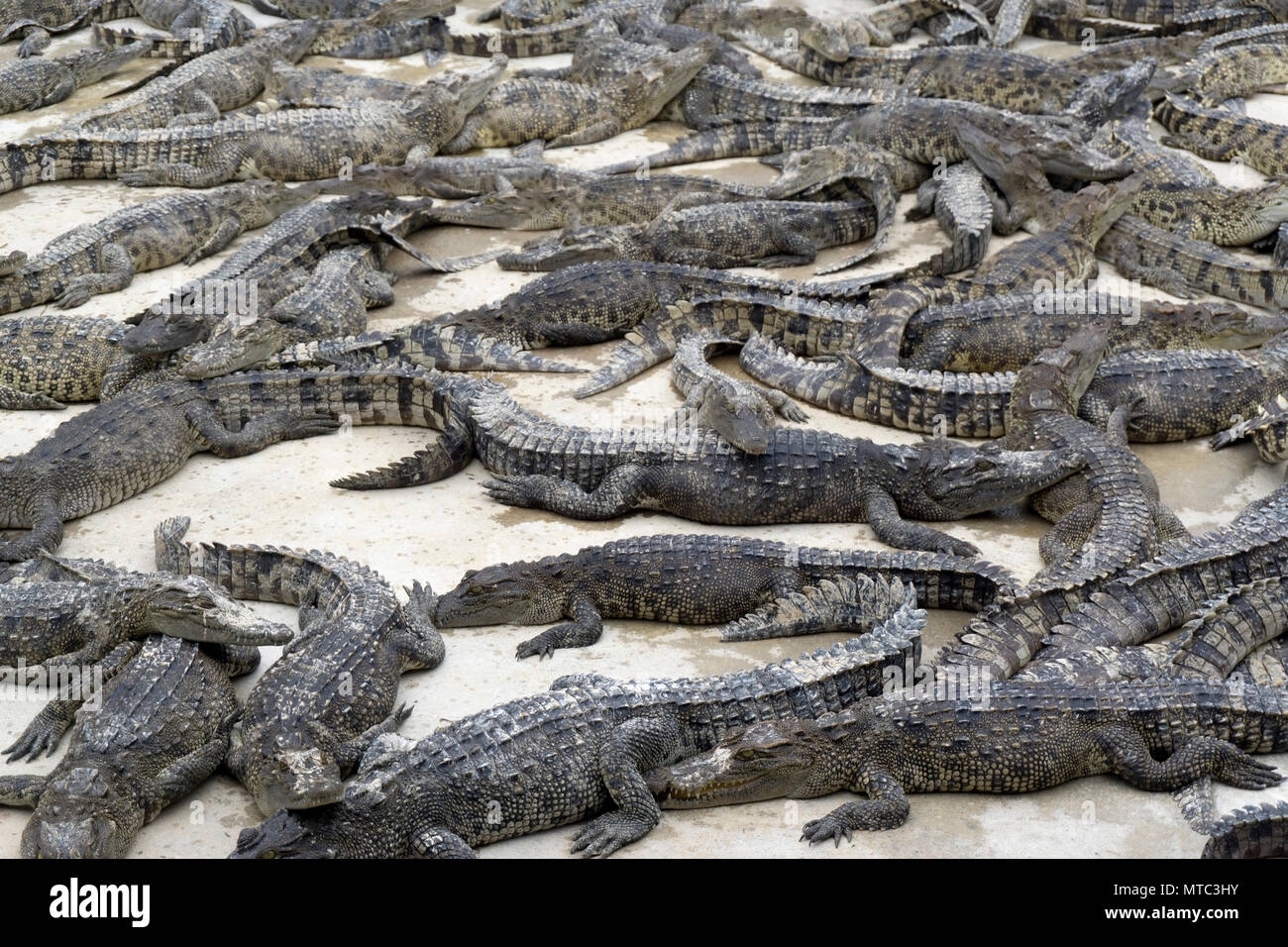 Multiple crocodiles hi-res stock photography and images - Alamy