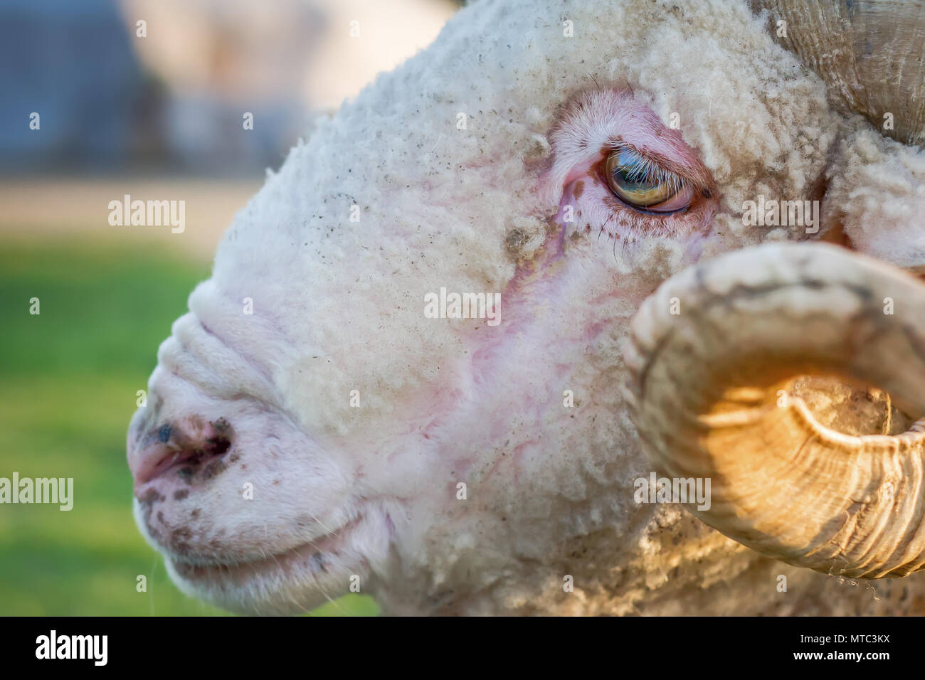 Sad eyes of sheep close-up. Green meadows background Stock Photo - Alamy