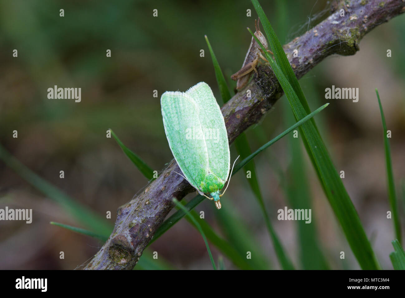 A Green oak tortrix, also know as European oak leafroller and Green oak ...