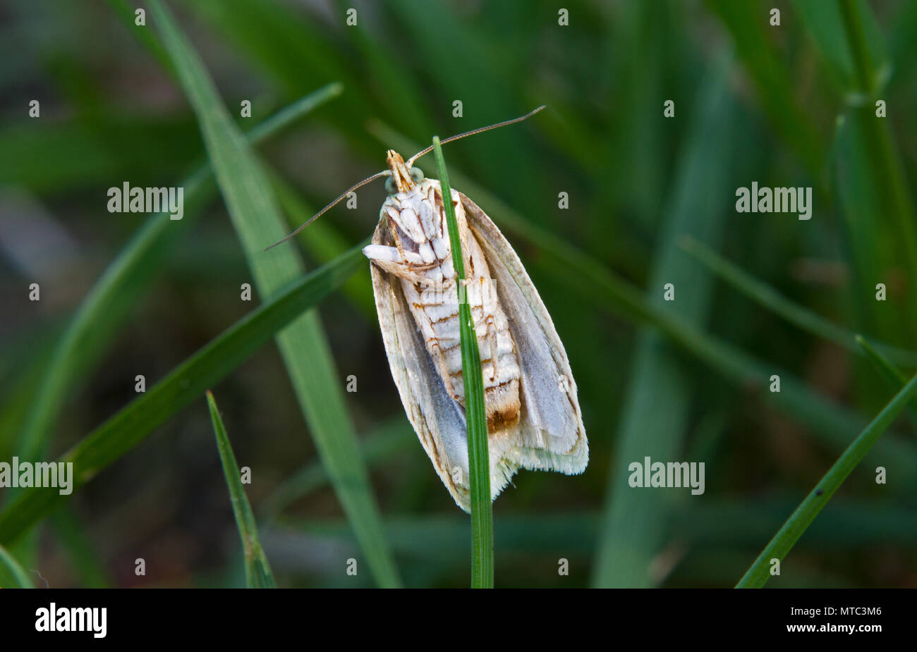 A Green oak tortrix, also know as European oak leafroller and Green oak ...