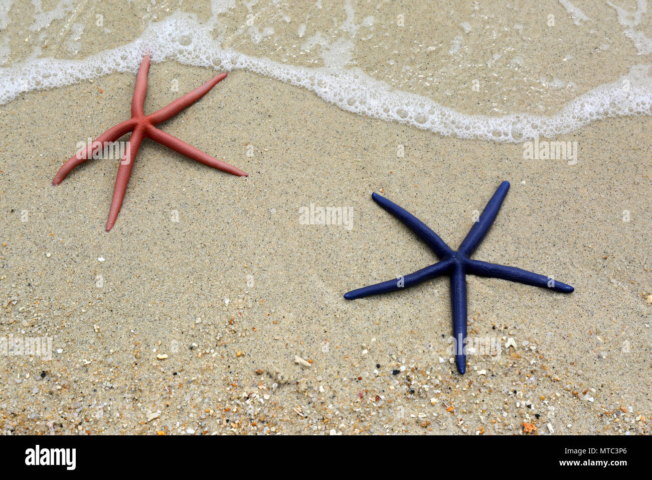 Two starfish lying on a sandy beach Stock Photo - Alamy