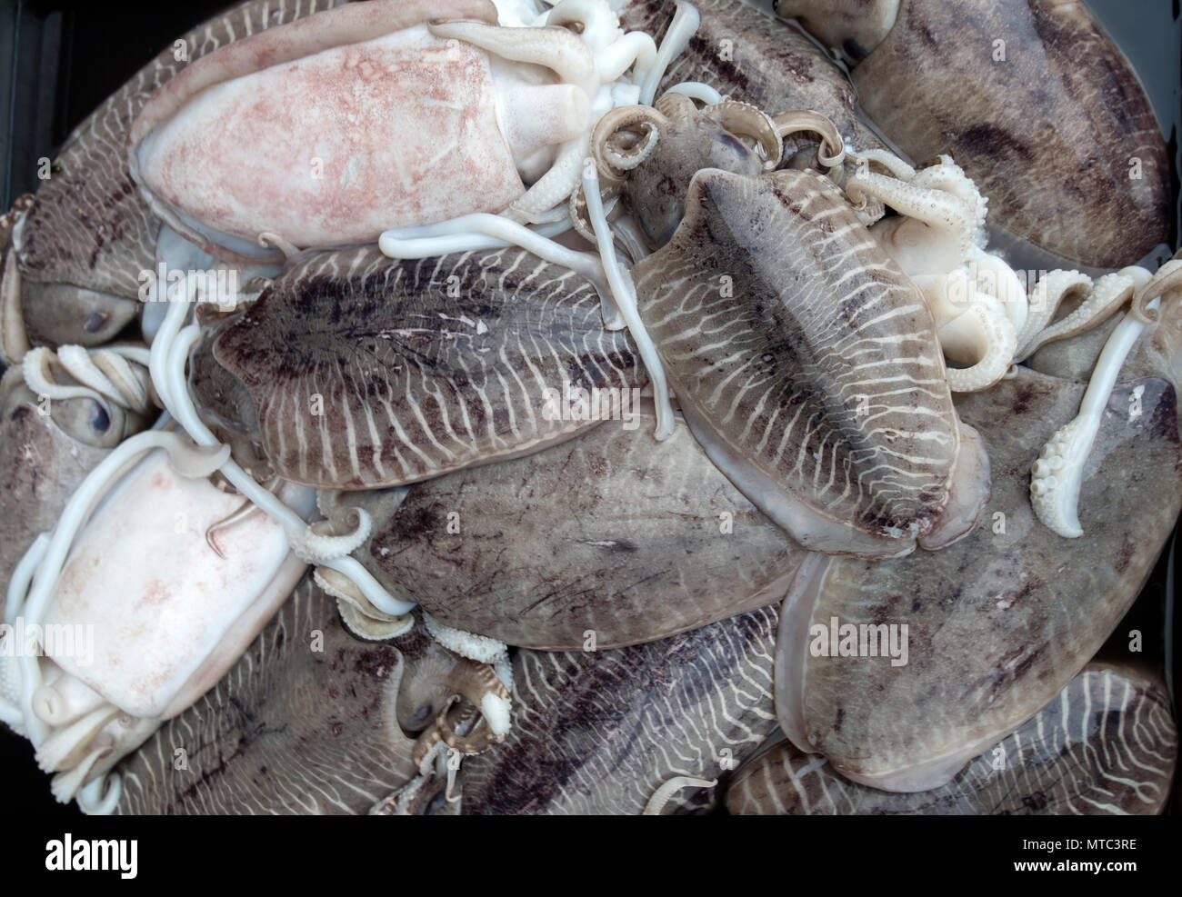 raw squid on the market Stock Photo - Alamy