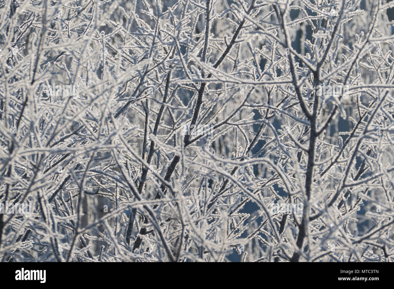 Branches of tree covered with frost Stock Photo - Alamy