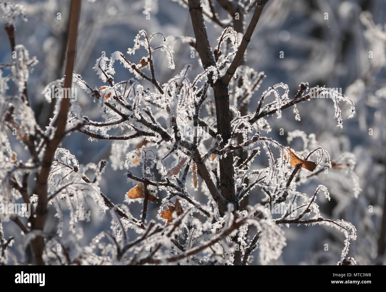 Branch of tree covered with frost Stock Photo - Alamy