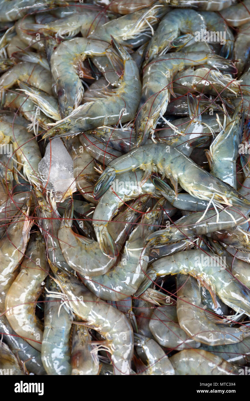 Fresh shrimp texture hi-res stock photography and images - Alamy
