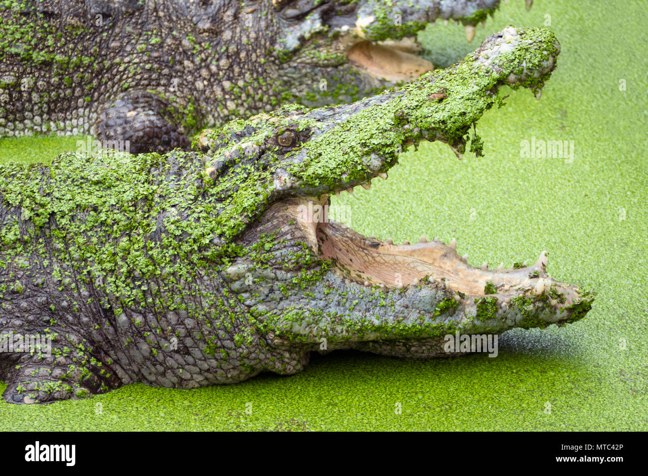 Crocodile mouth open hi-res stock photography and images - Alamy