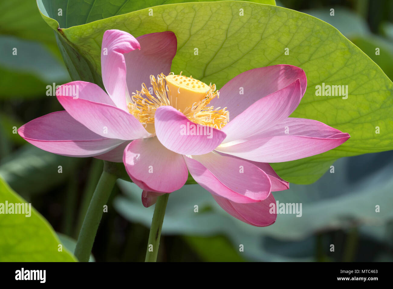 Beauty lotus flower hi-res stock photography and images - Alamy