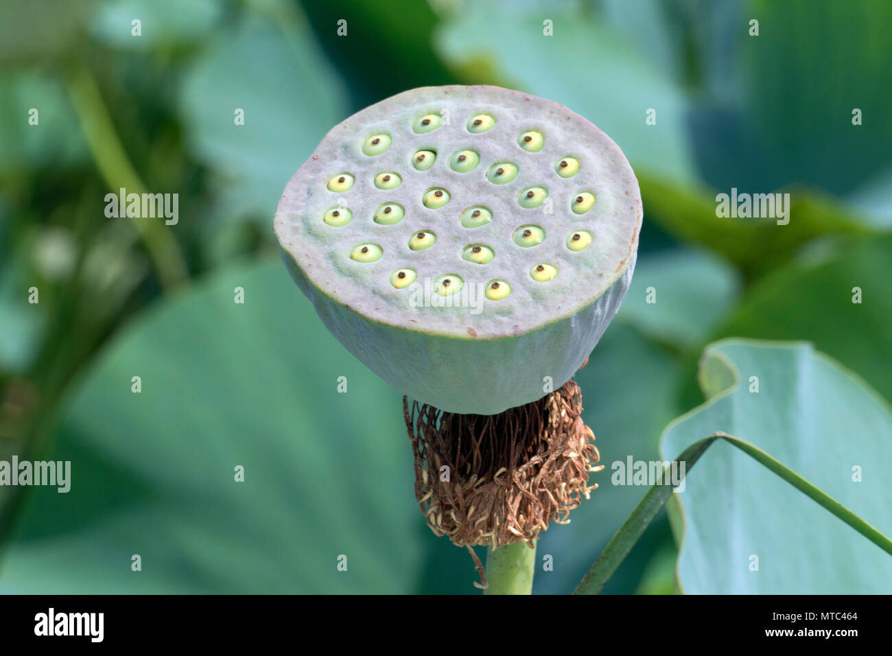 Lotus seed pod hi-res stock photography and images - Alamy