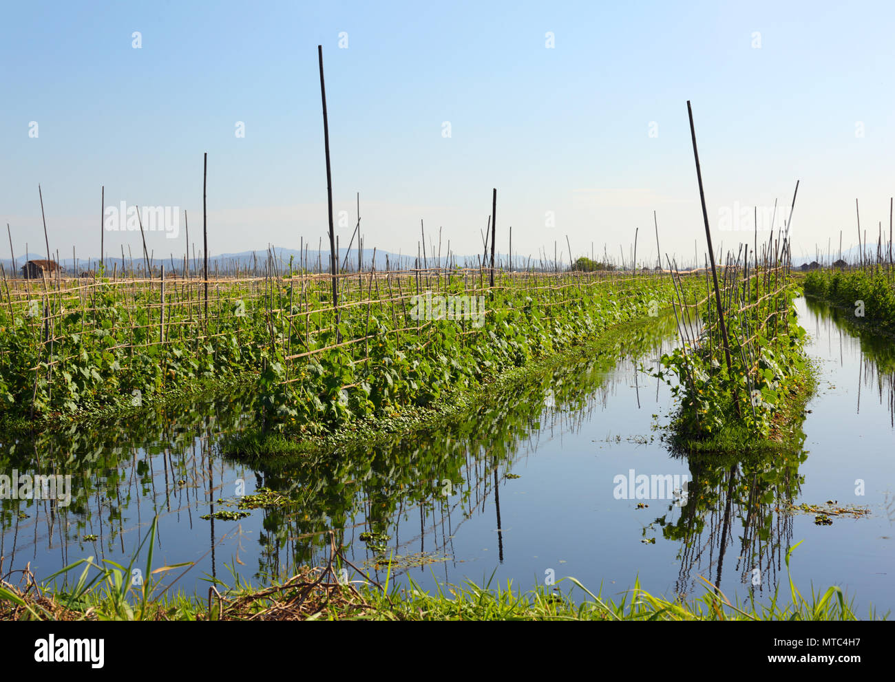 Floating gardens on Inle Lake in Myanmar Stock Photo - Alamy