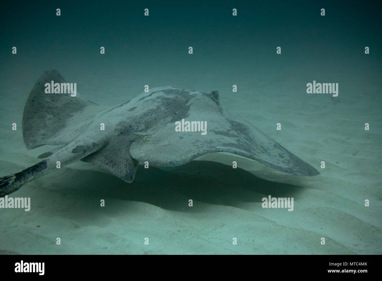 Round Stingray, fuerteventura canary islands Stock Photo - Alamy