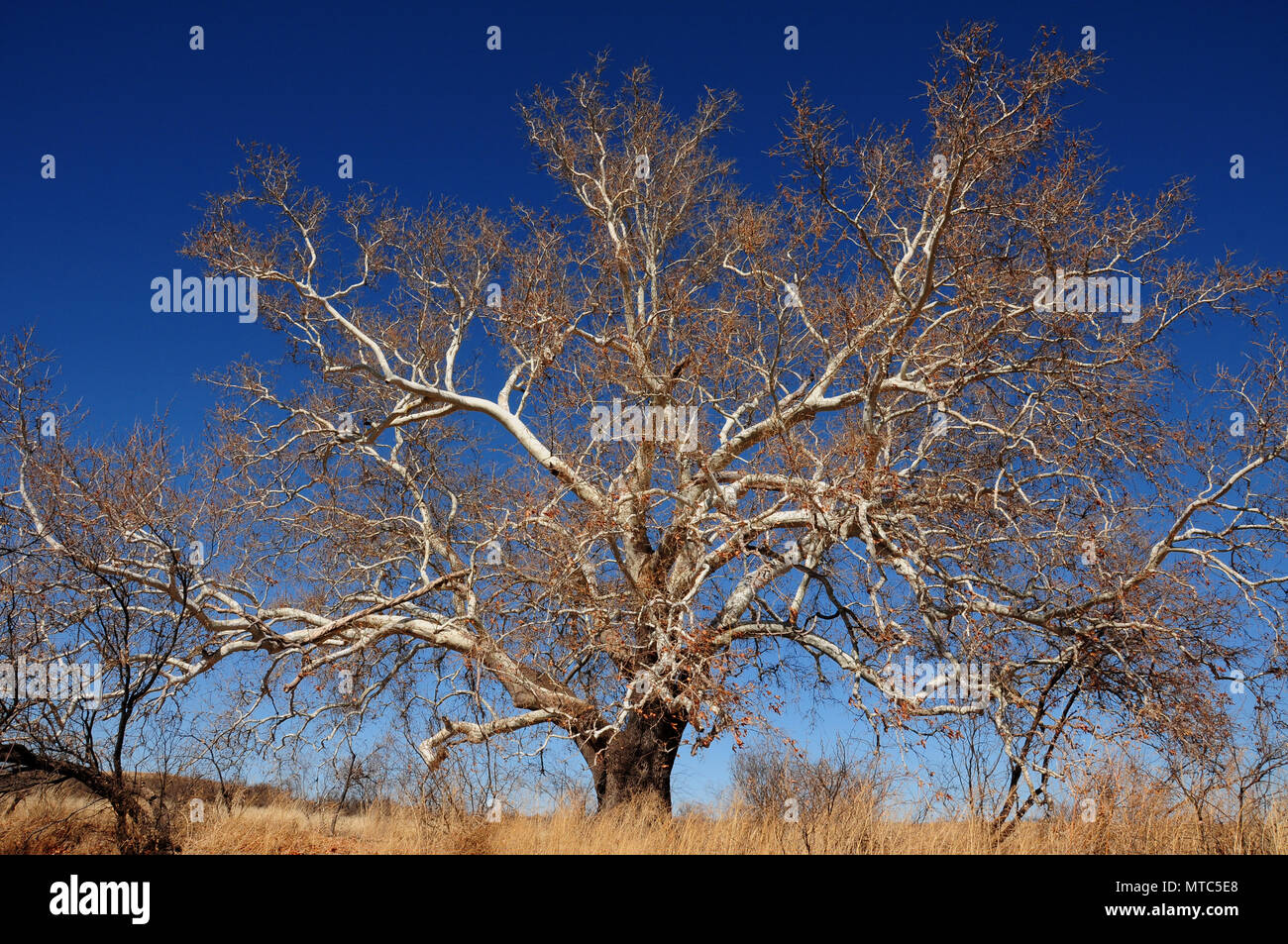 Sycamore tree arizona hi-res stock photography and images - Alamy