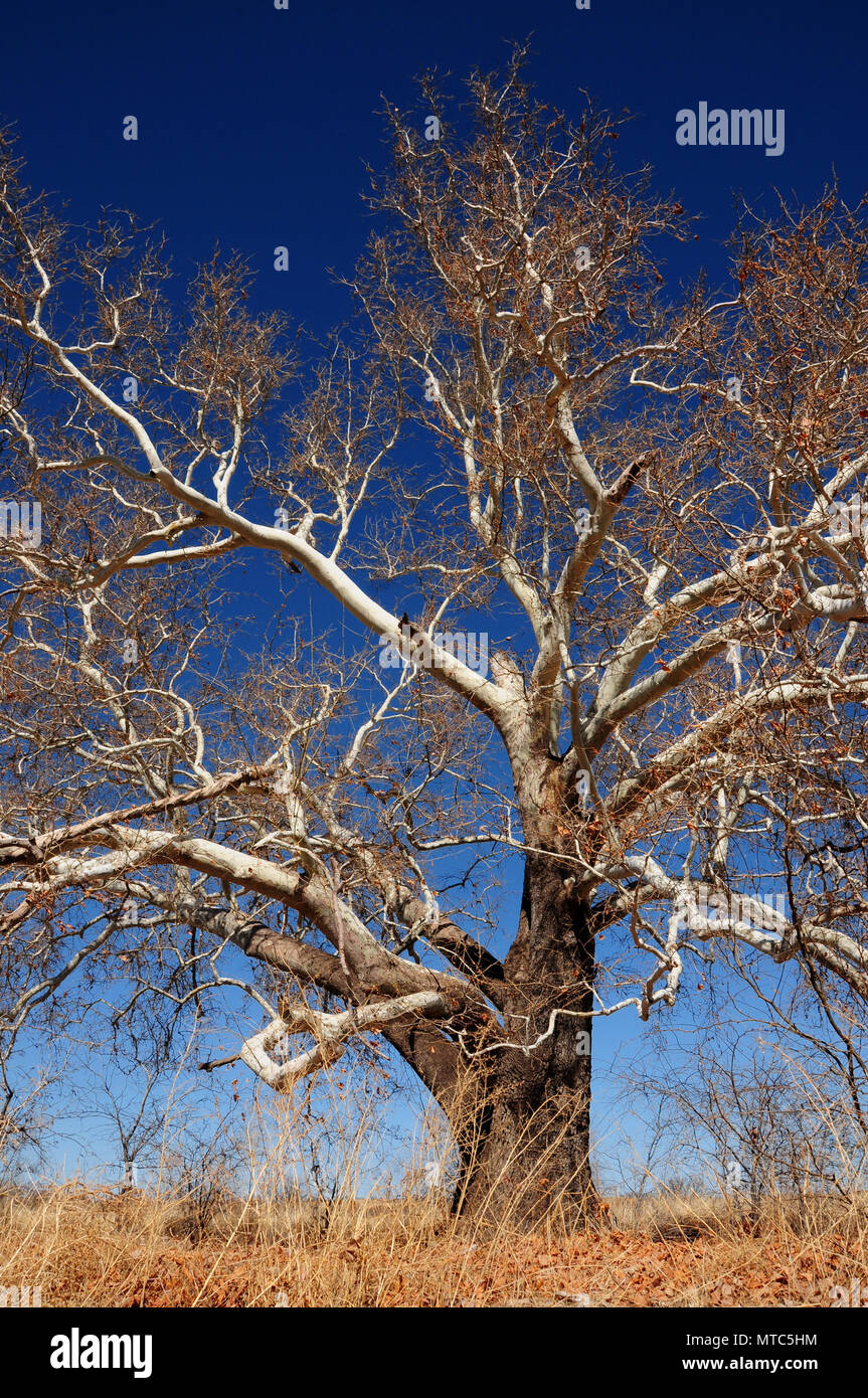Sycamore tree arizona hi-res stock photography and images - Alamy